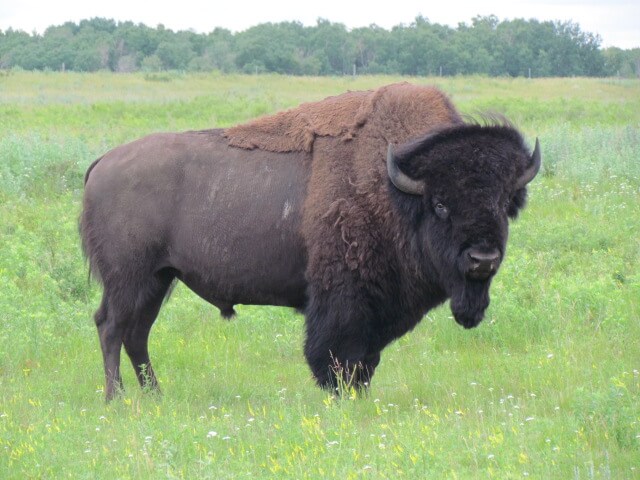 Dakota Territory Buffalo Association - Dakota Territory Buffalo Association