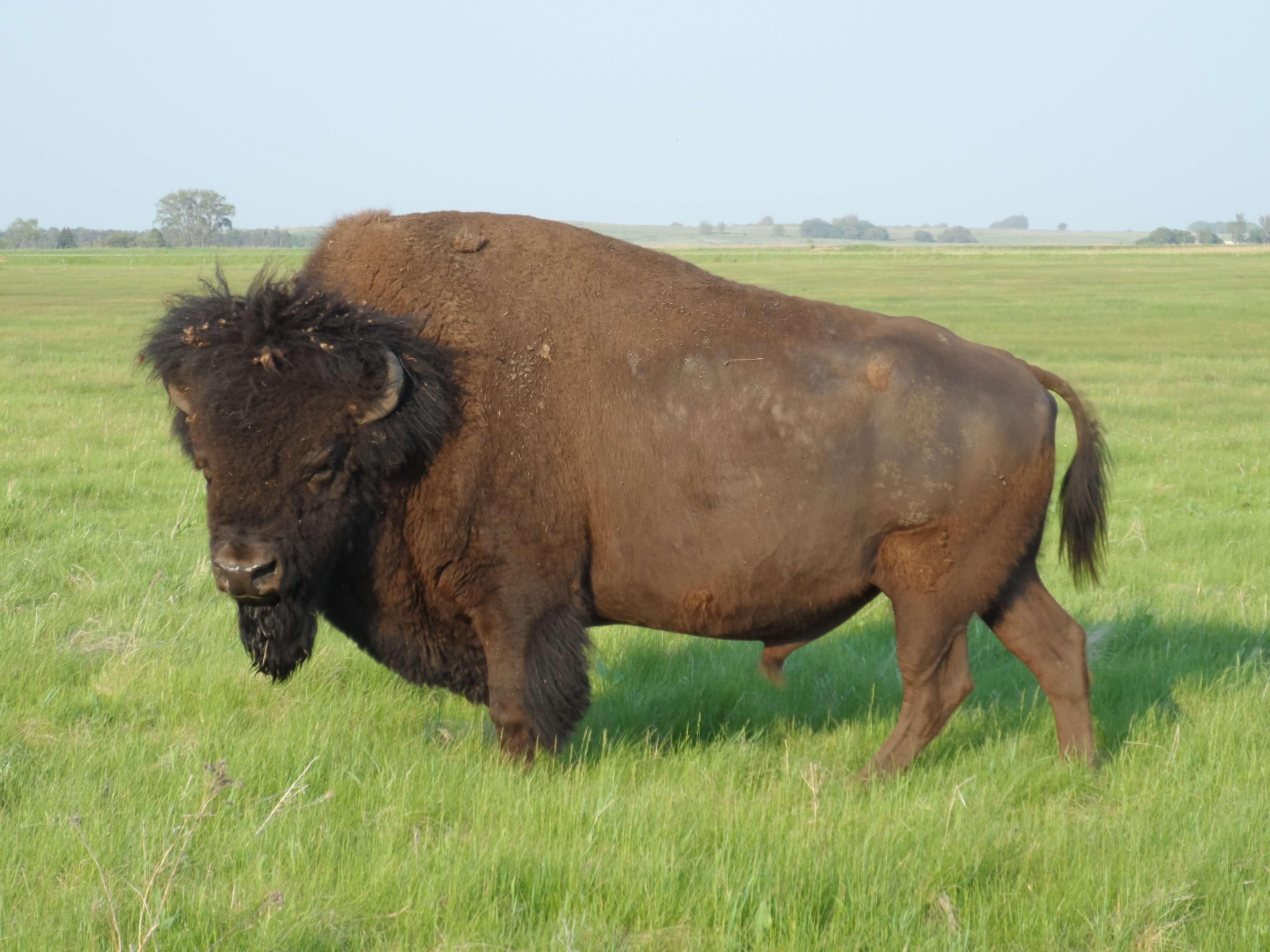 Dakota Territory Buffalo Association - Dakota Territory Buffalo Association