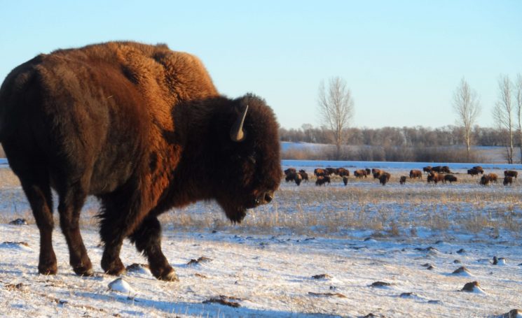 Dakota Territory Buffalo Association - Dakota Territory Buffalo Association
