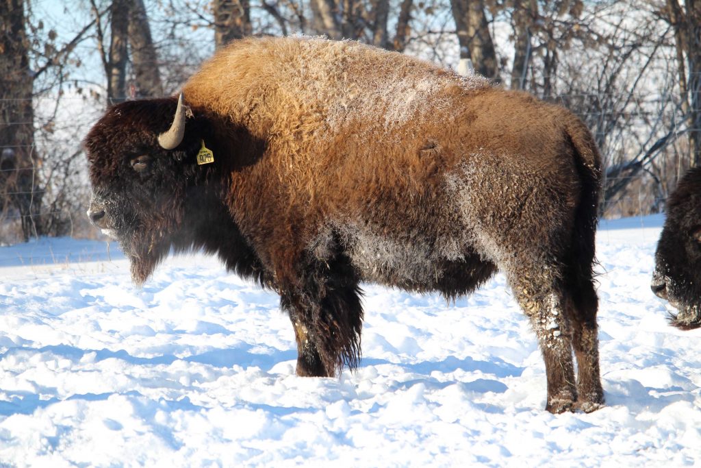 NBA 2019 Young Guns Tour at Heartland Bison Ranch - Dakota Territory ...