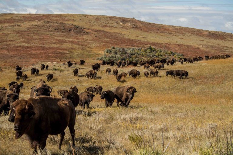 Cammack Buffalo Ranch – Winner of the 2019 North American Producer’s ...