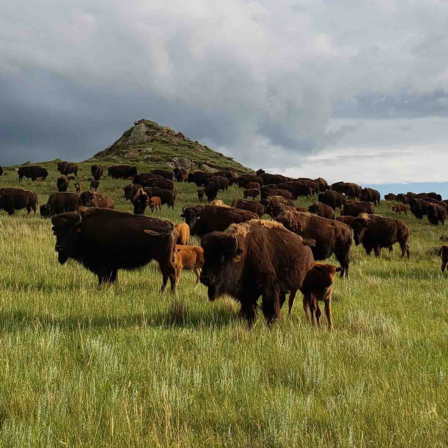 Cammack Buffalo Ranch – Winner of the 2019 North American Producer’s ...