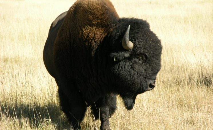 Dakota Territory Buffalo Association - Dakota Territory Buffalo Association