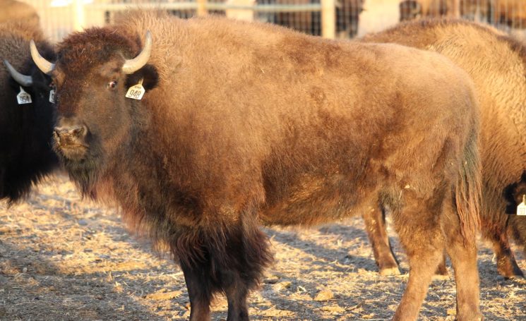 Dakota Territory Buffalo Association - Dakota Territory Buffalo Association
