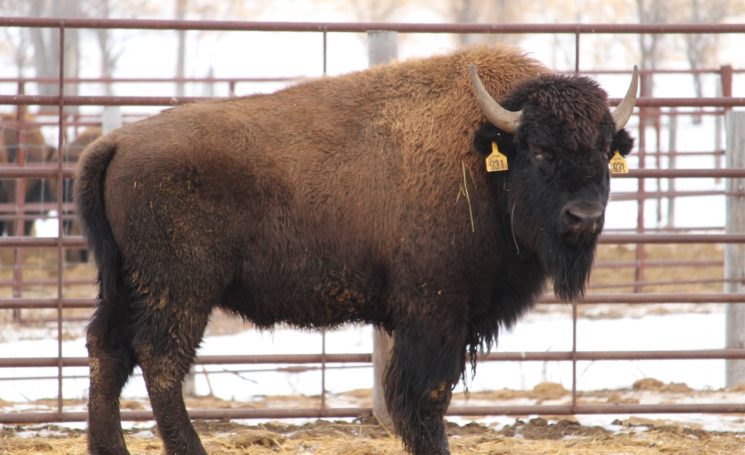 Dakota Territory Buffalo Association - Dakota Territory Buffalo Association
