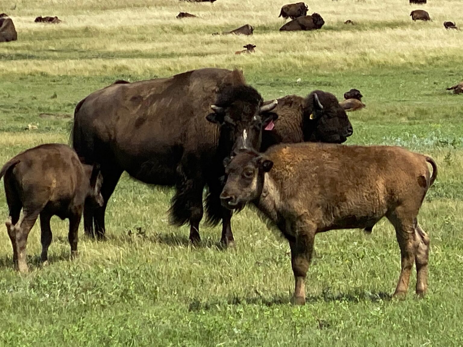 21st Annual Brownotter Buffalo Auction - Dakota Territory Buffalo ...