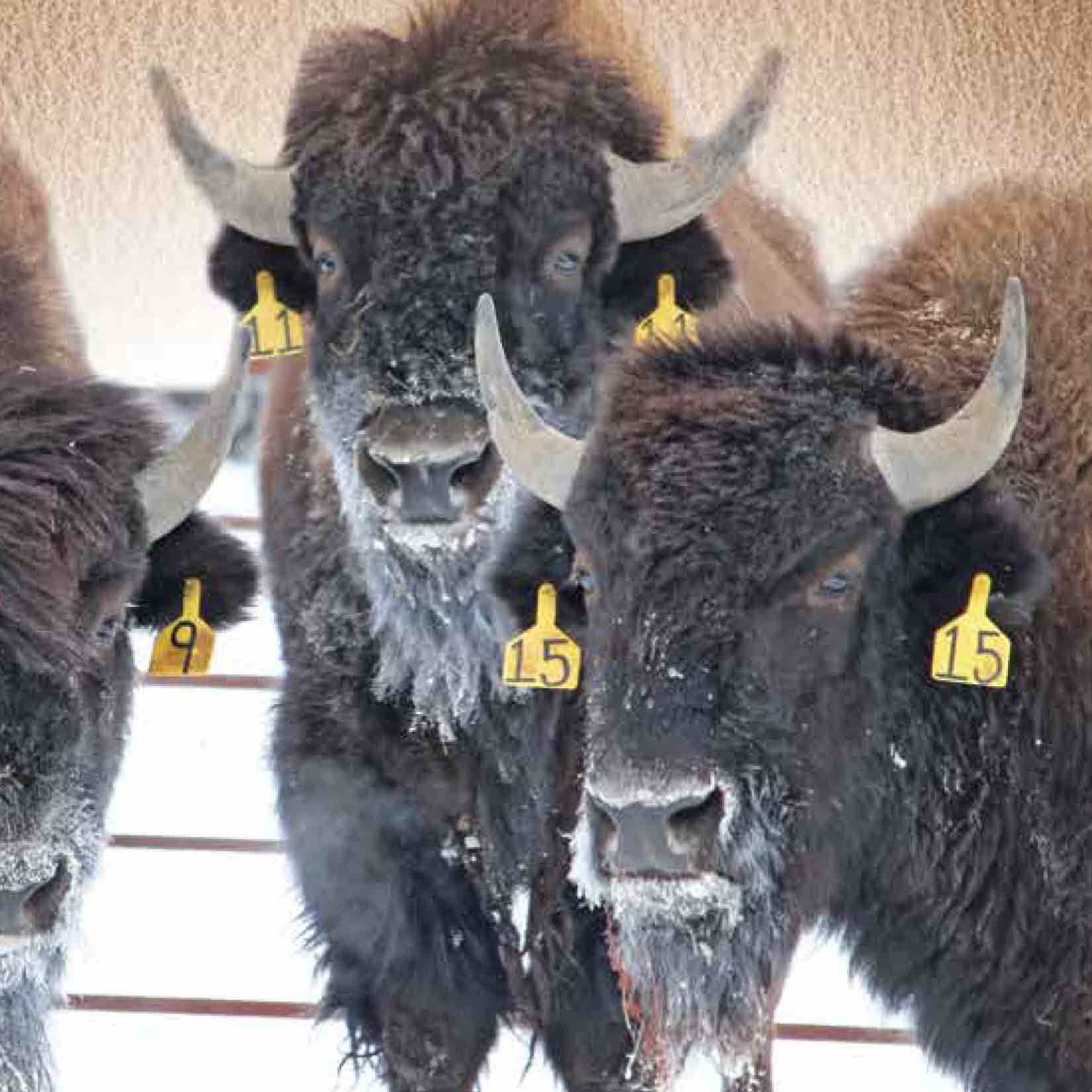 2022 Black Hills Buffalo Classic Show & Sale Catalog Now Available ...